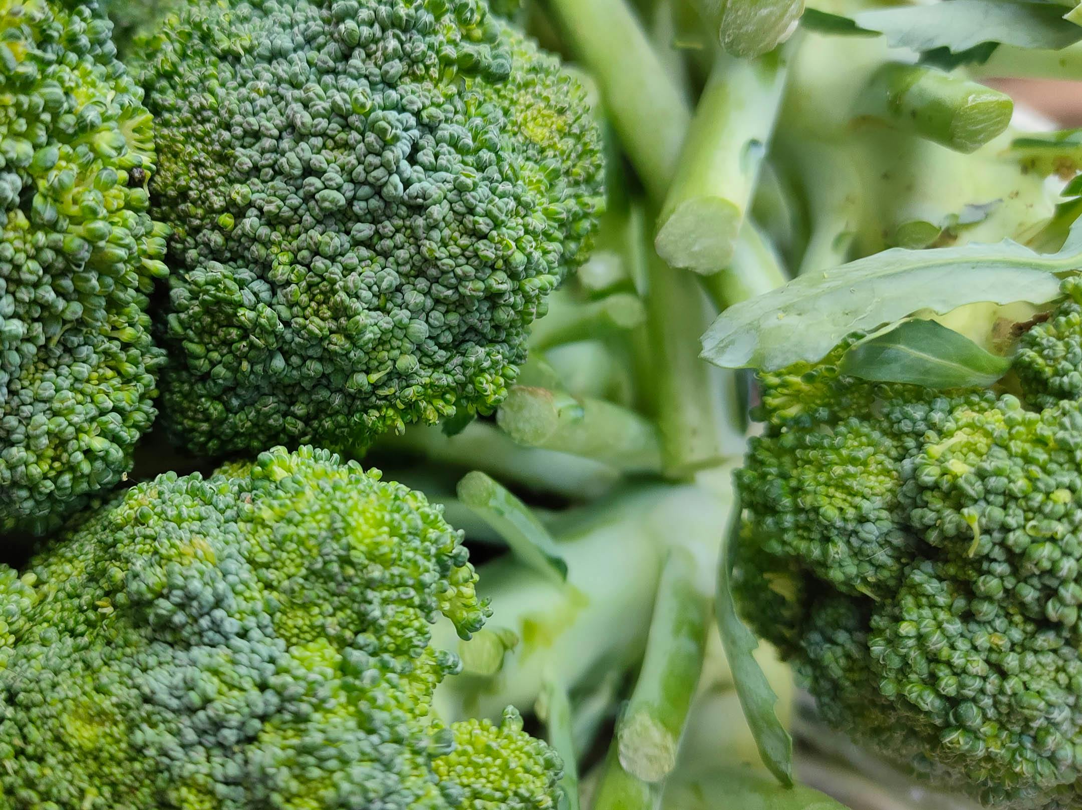 How to Grow Broccoli