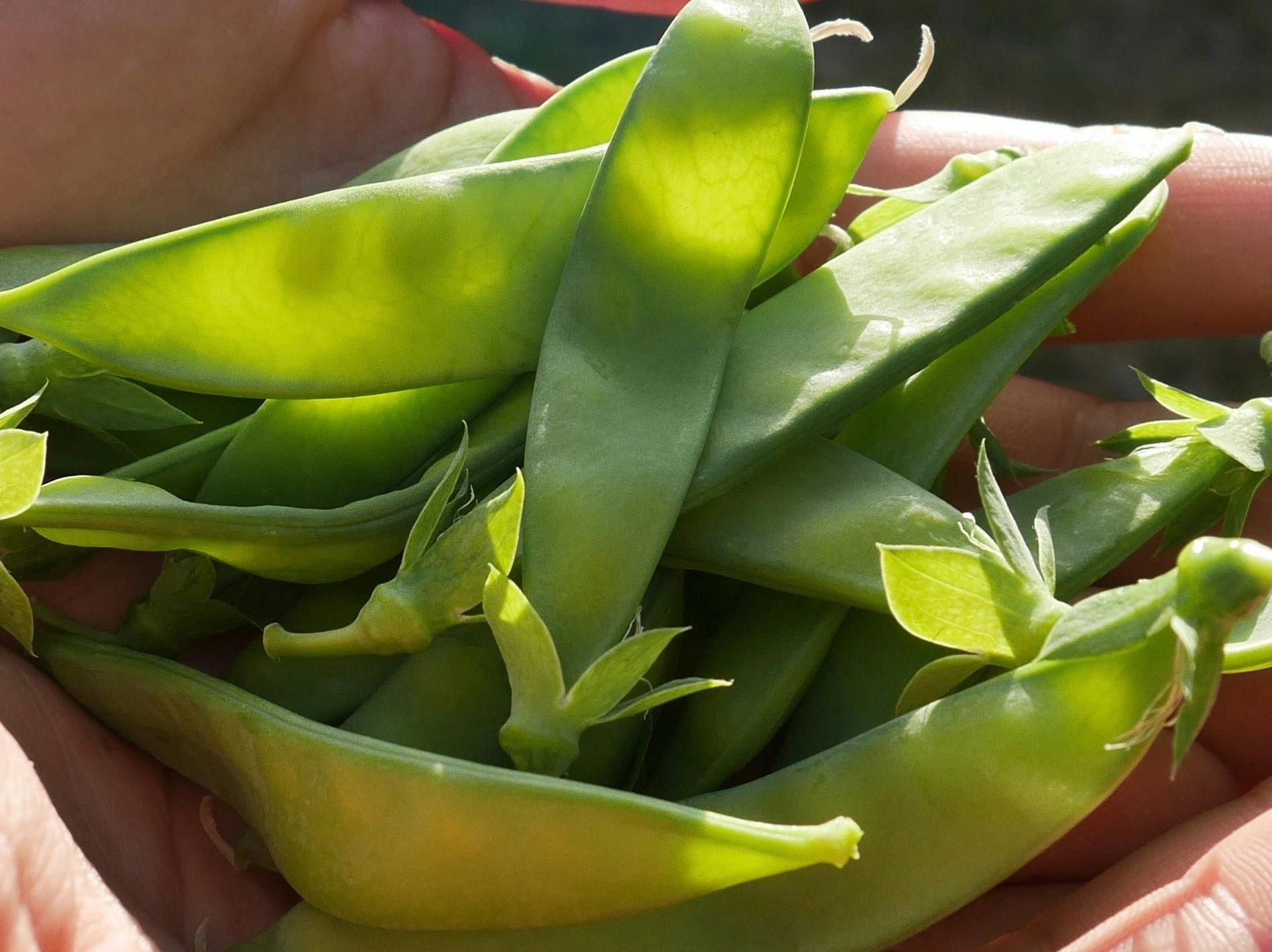 How to Grow Snap Peas