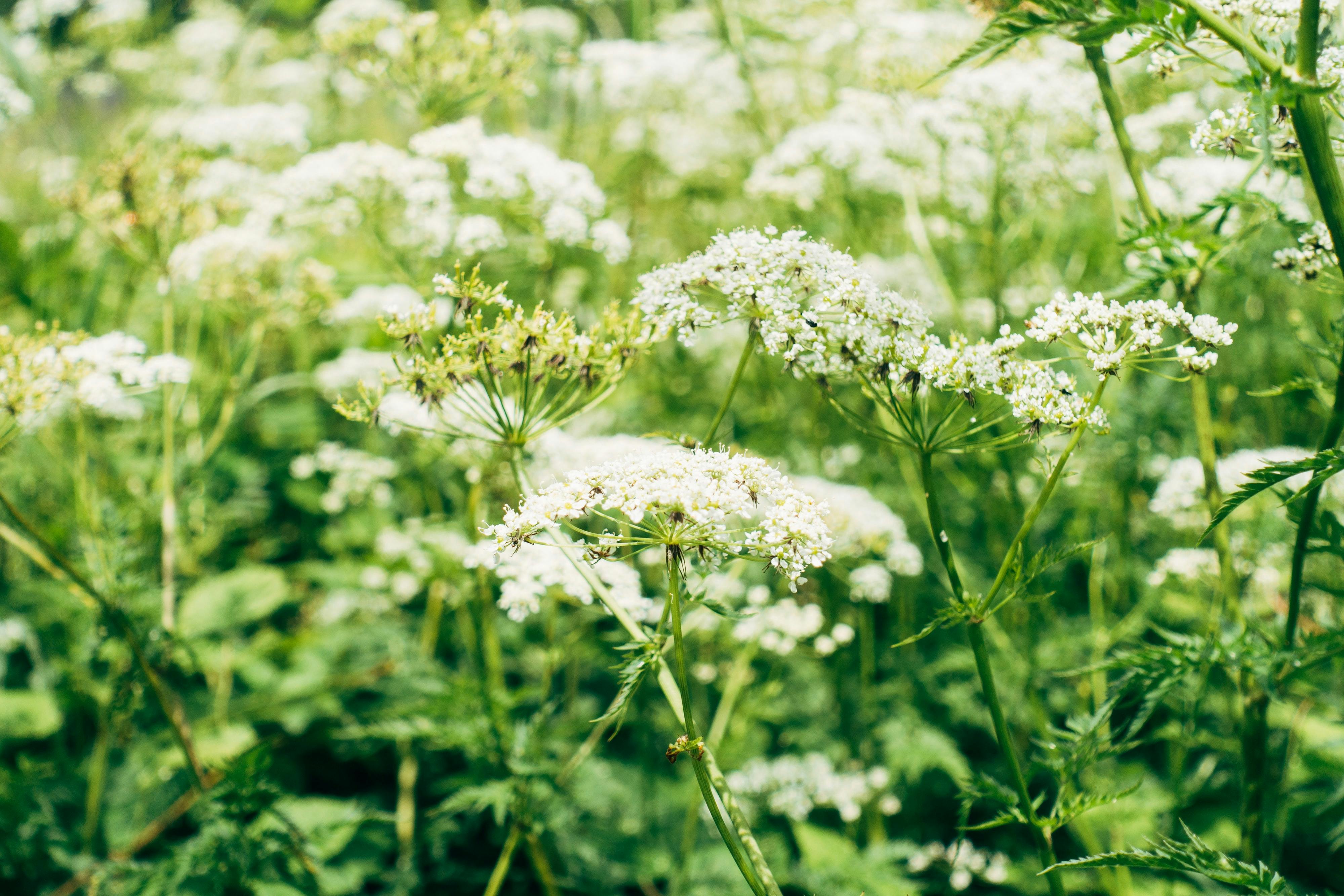 How to Grow Yarrow