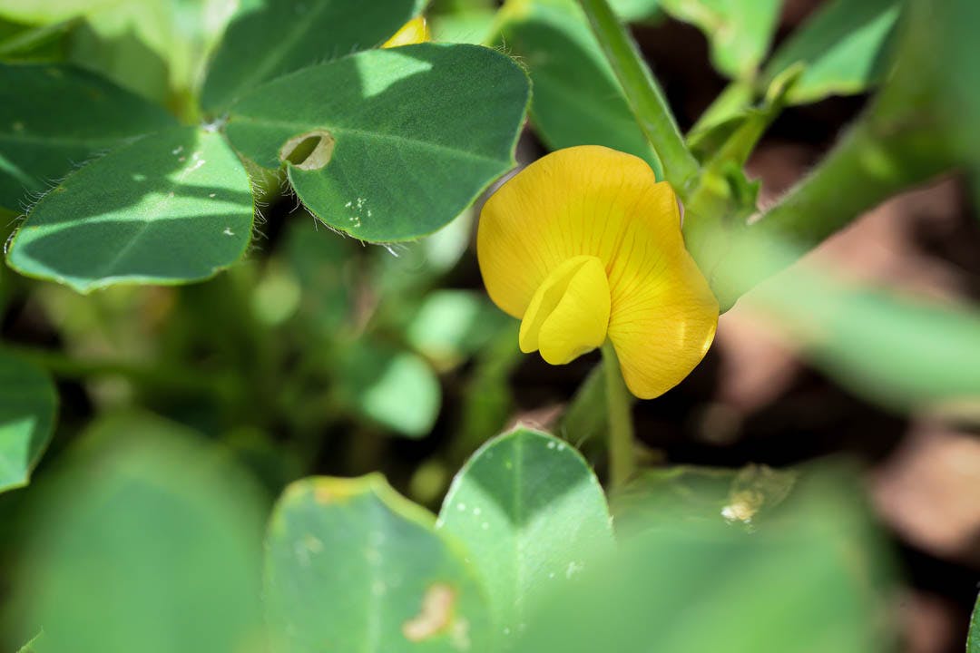 Fabulous Fabaceae: The Pea Family with Bean, Lentils, Pulses and More ...