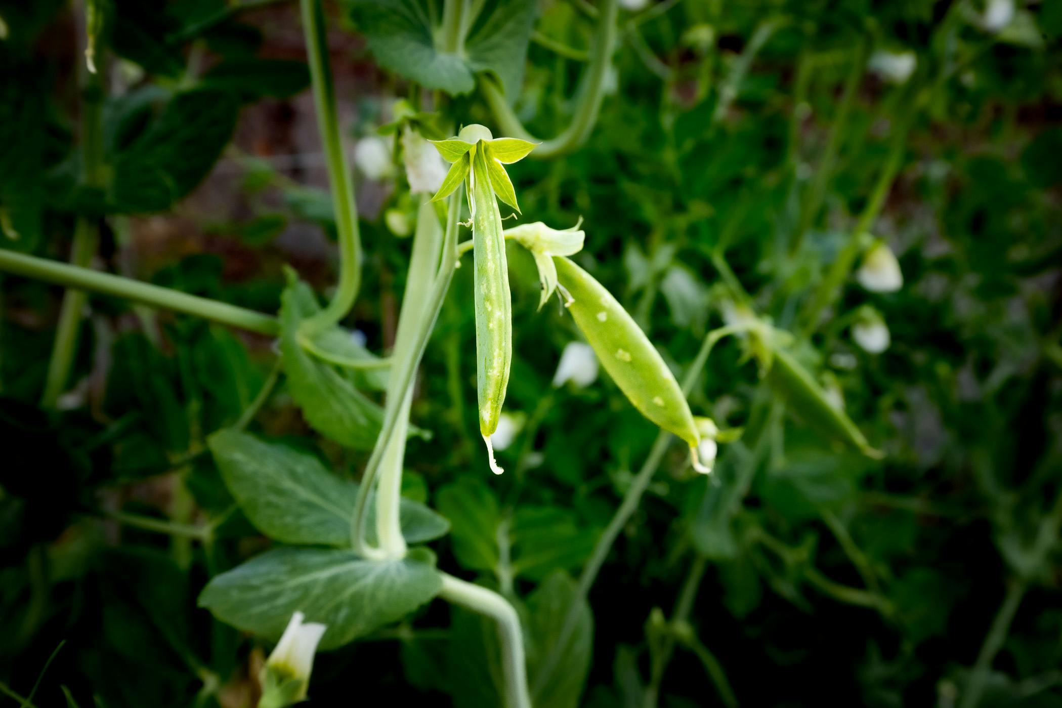 Fabulous Fabaceae: The Pea Family with Bean, Lentils, Pulses and More ...